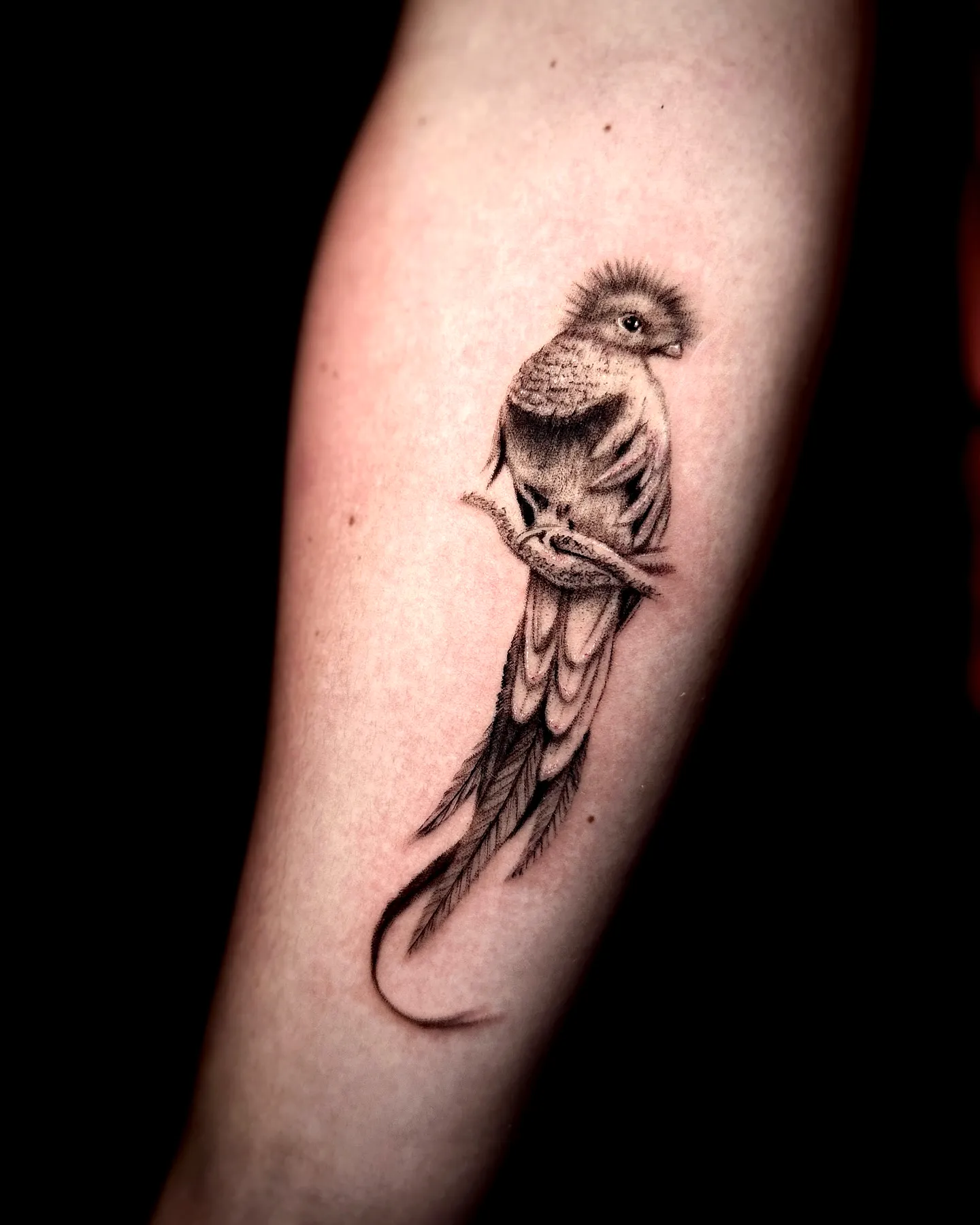 15 Unique Quetzal Tattoo Ideas: Timeless & Striking Designs